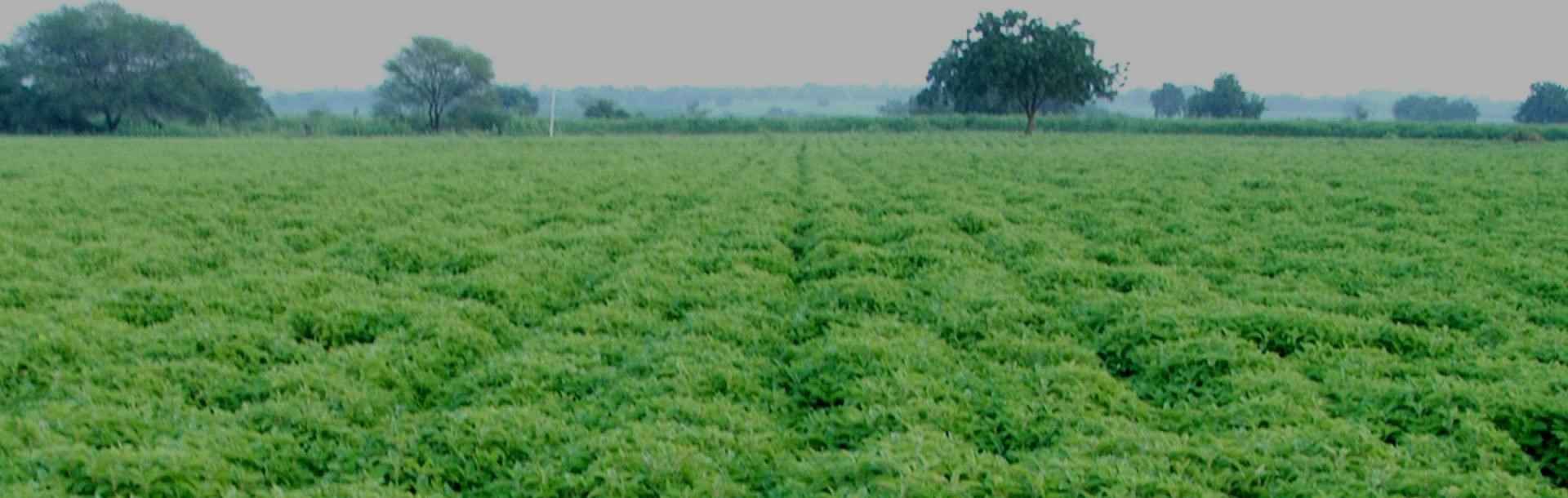 Strona główna | Sabinsa Polska | Przemysł żywieniowy